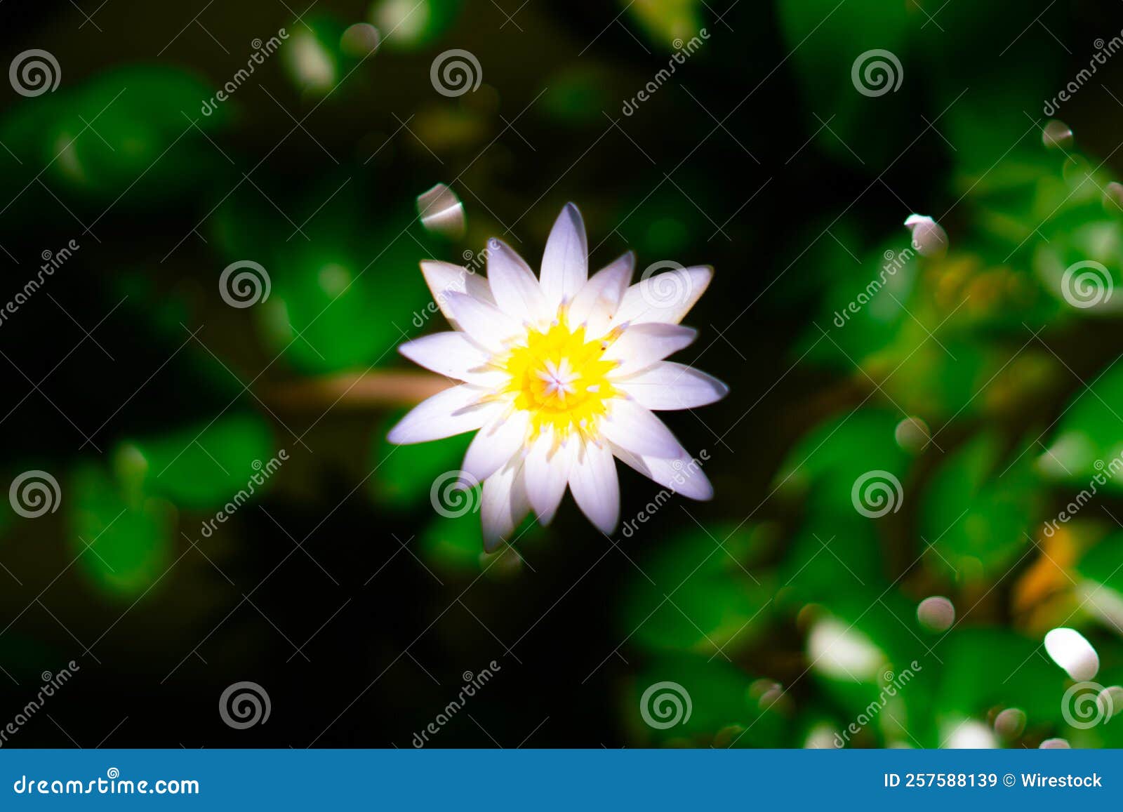 Closeup of a Water Lily in the Pond, a Top View Stock Image - Image of ...