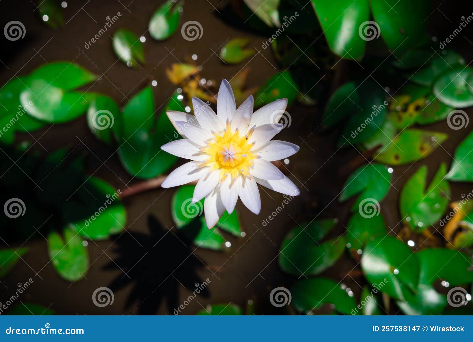 Closeup of a Water Lily in the Pond, a Top View Stock Image - Image of ...