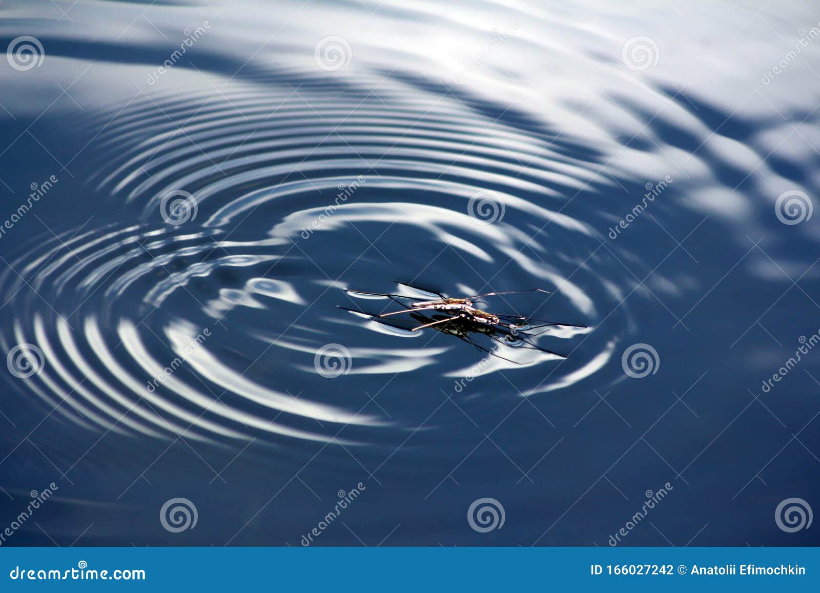 Closeup of a Water Strider, Gerridae. Water Striders Create Vibrations ...