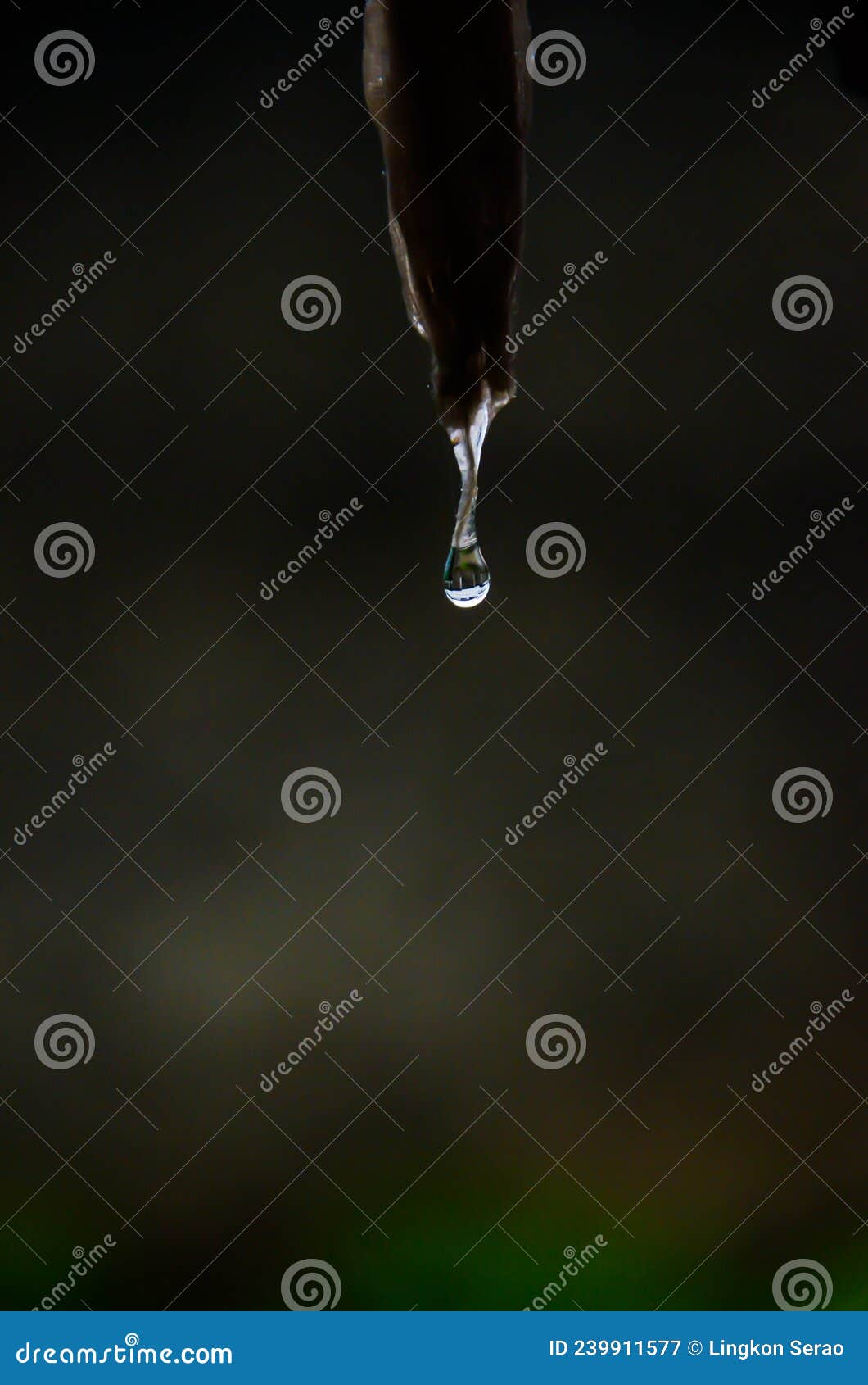 Closeup of a Waterdrops Falling from the Rope. after Rain Water Droplet ...