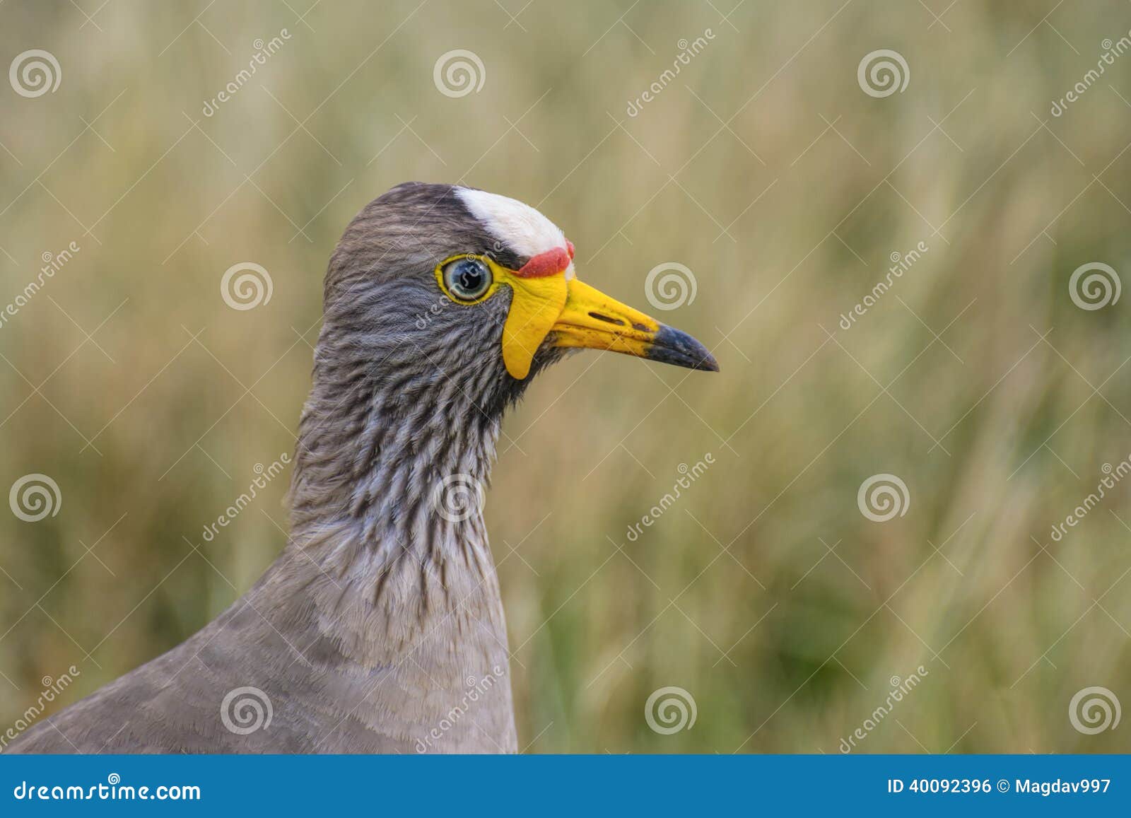 Closeup of Wattled Plover or Lapwing Stock Photo - Image of ...