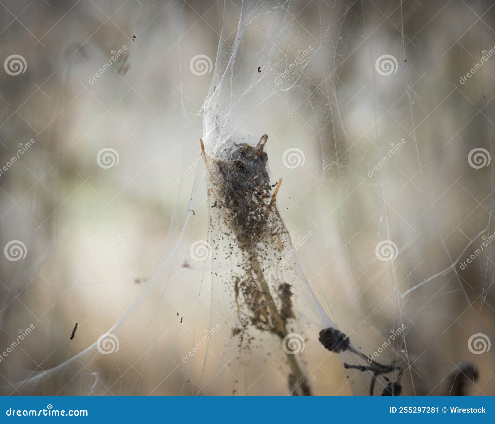 Closeup of a Weathered Plant Covered in Cobweb Stock Image - Image of ...