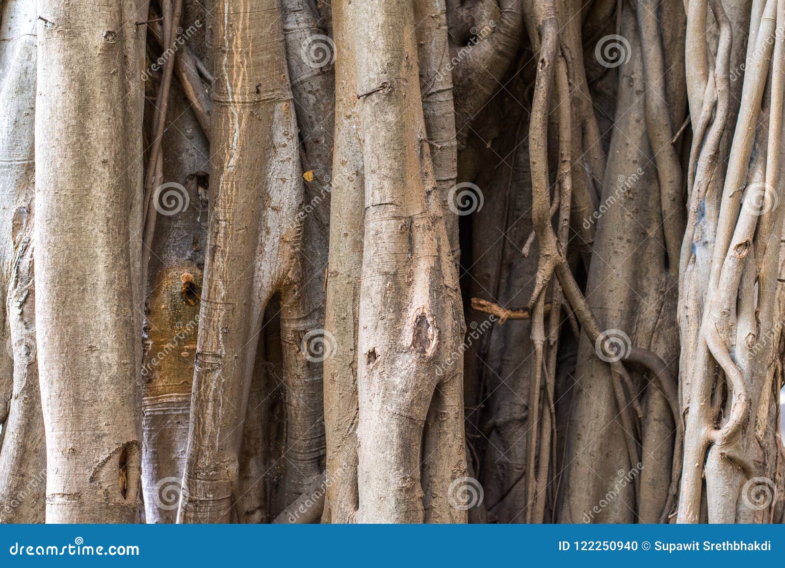 Closeup Of Weeping Wound, Thermal Burn, Trophic Ulcer On Female Leg ...