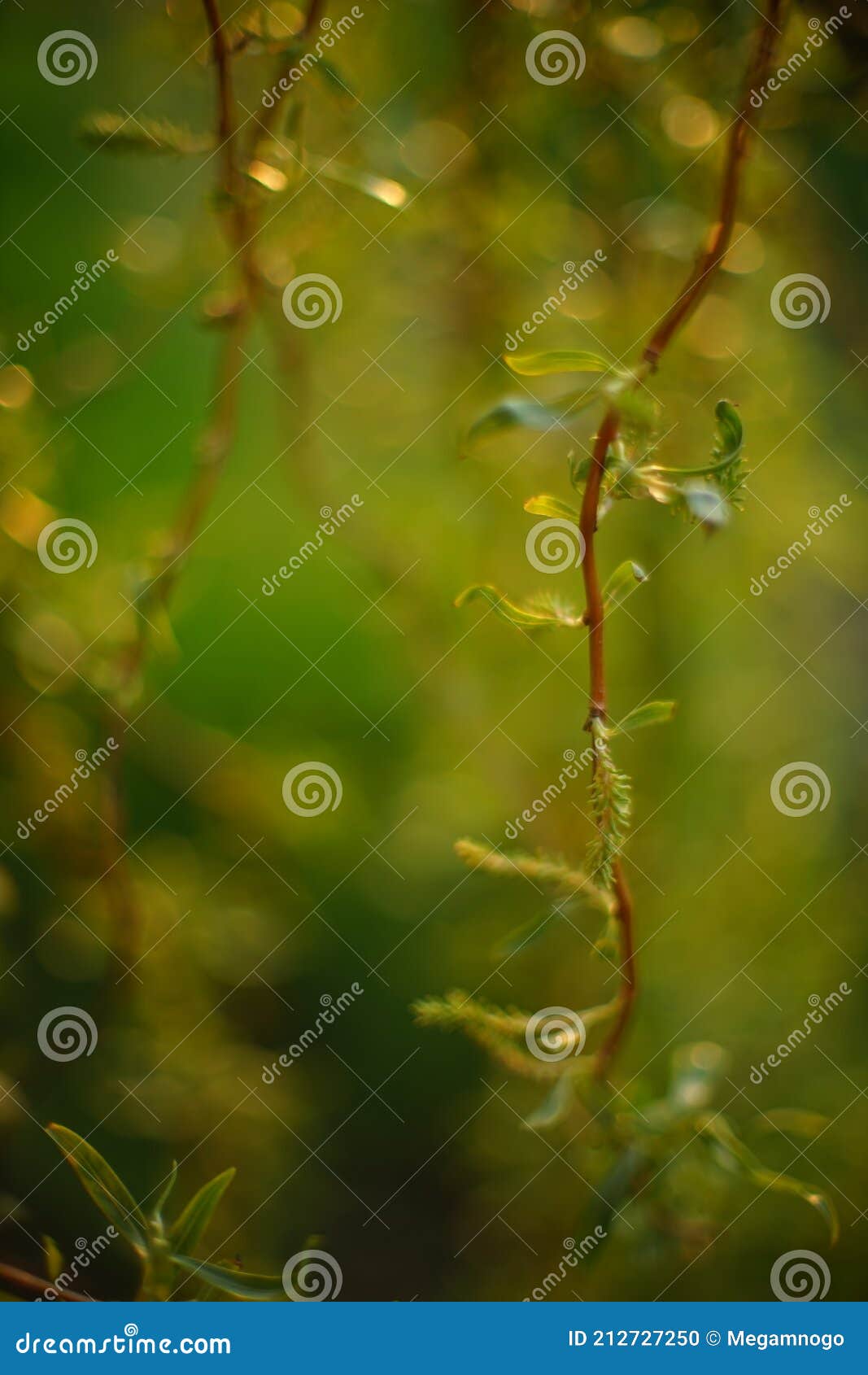 Closeup Of Weeping Wound, Thermal Burn, Trophic Ulcer On Female Leg ...