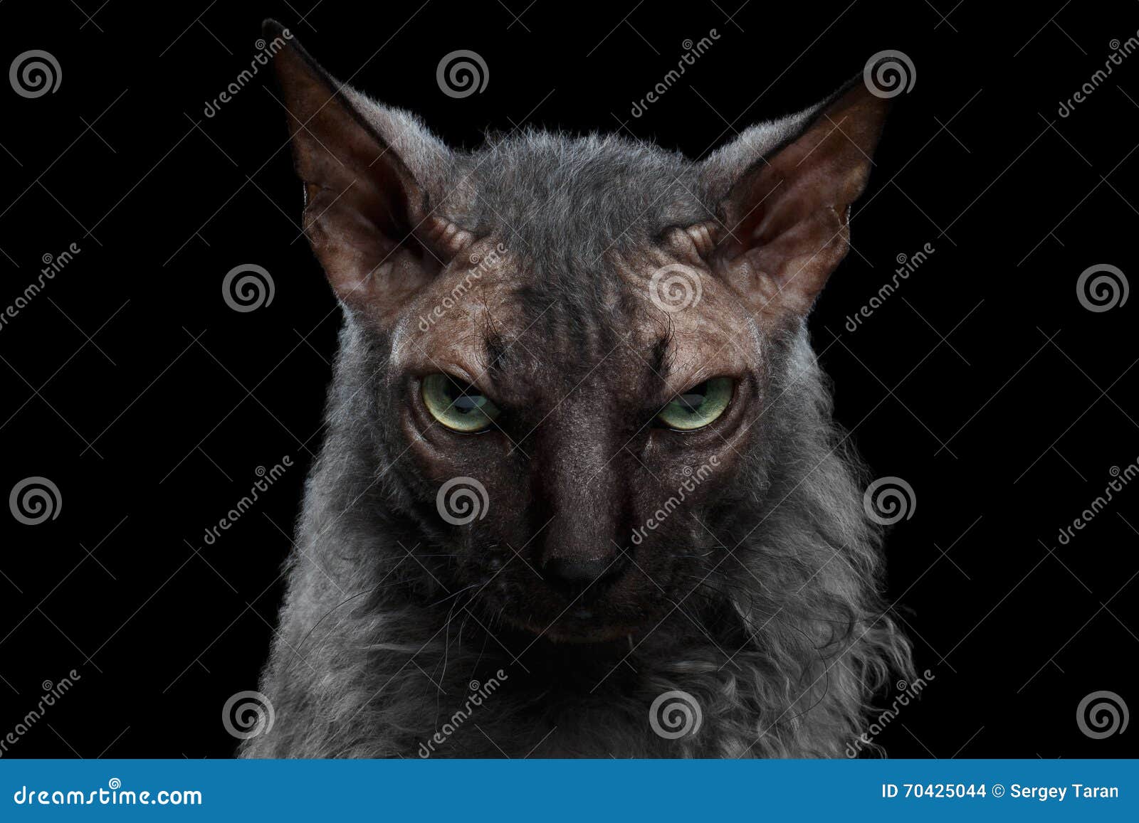 Royalty Free Images, Cartoons, Illustrations And Photos Designed By ...