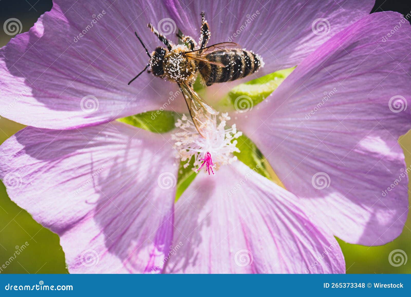 Closeup of a Western Honey Bee in a Purple Flower Stock Photo - Image ...