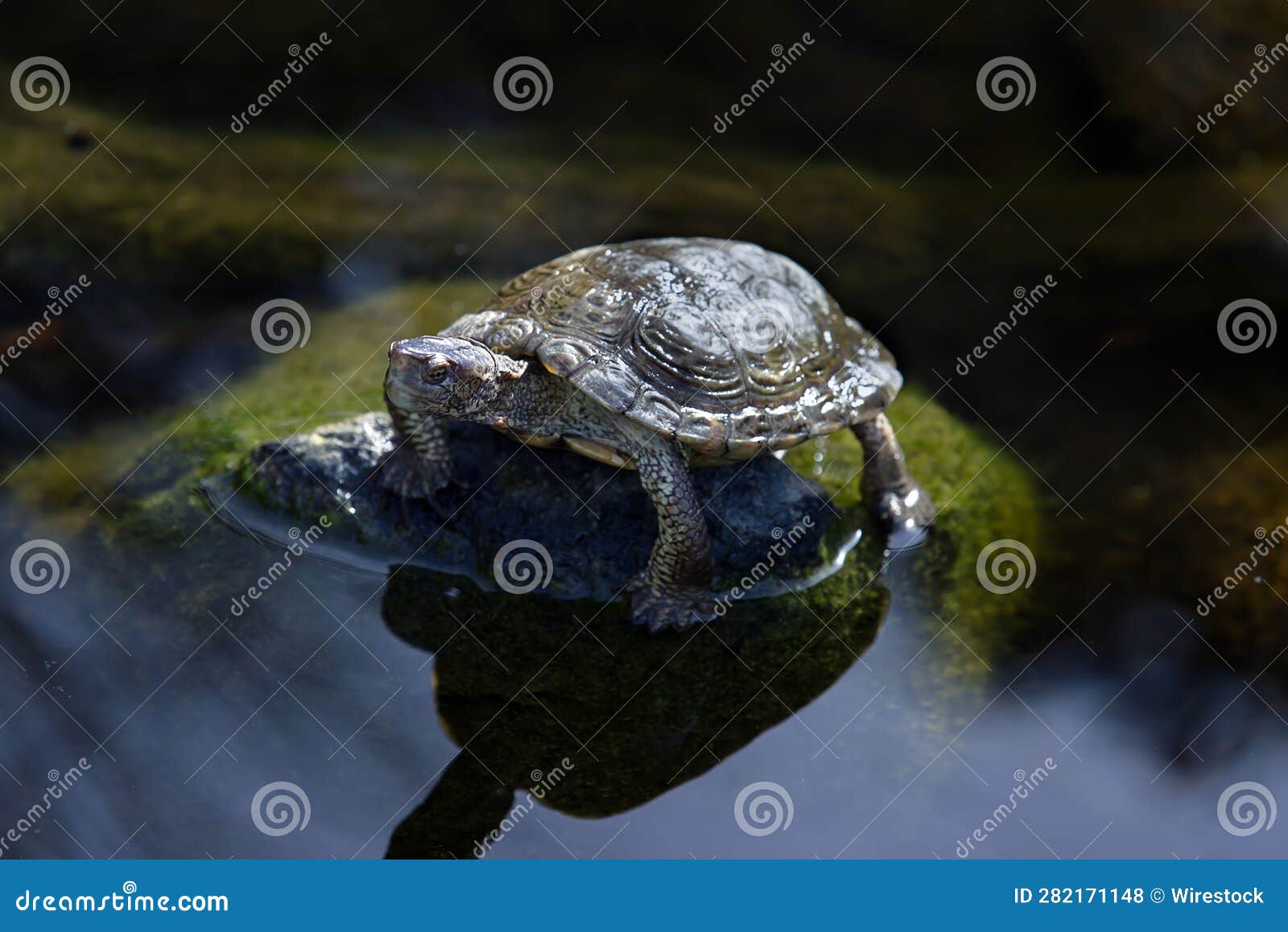 Closeup of a Western Pond Turtle on the Rock in the Pond Stock Photo ...