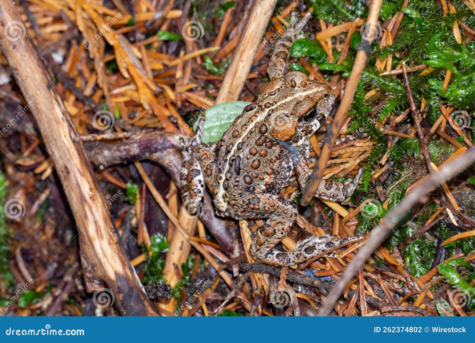 Closeup of the Western Toad. Anaxyrus Boreas Stock Photo - Image of ...