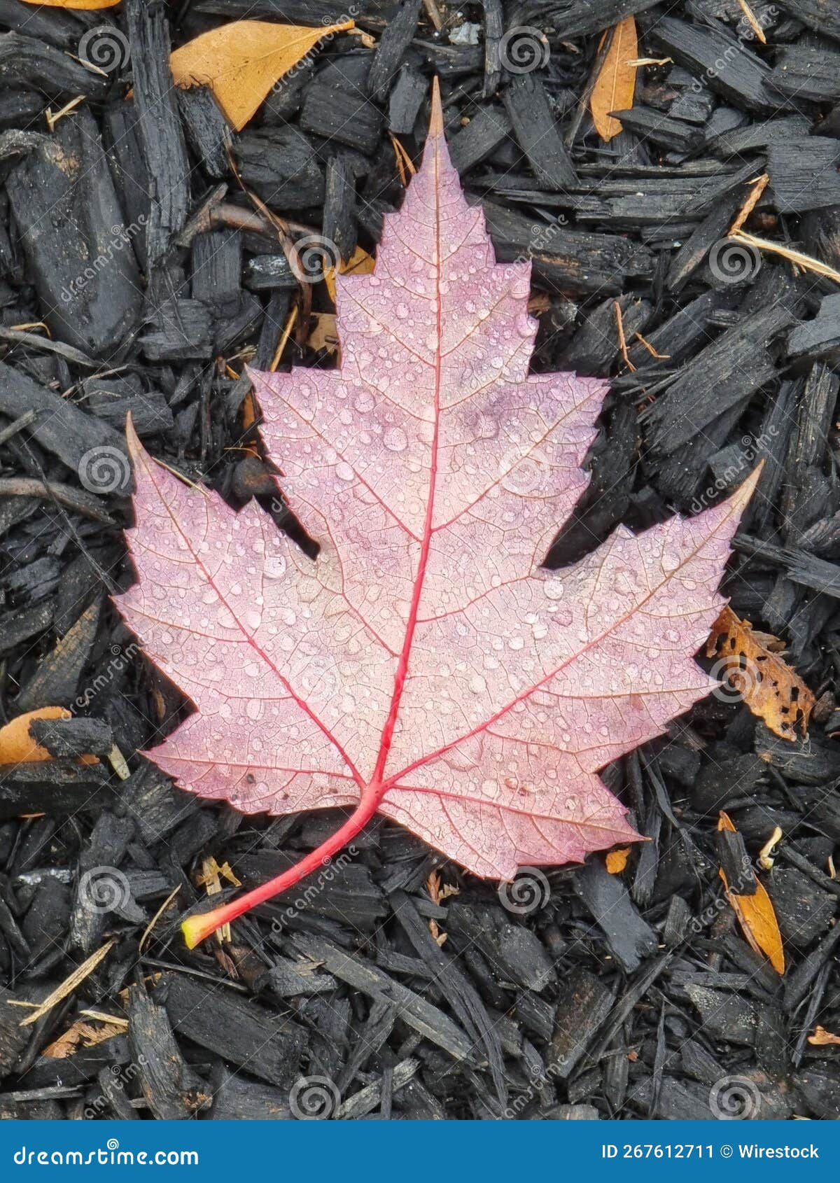 Closeup of Wet Fallen Leaf on Gorund Stock Image - Image of maple ...