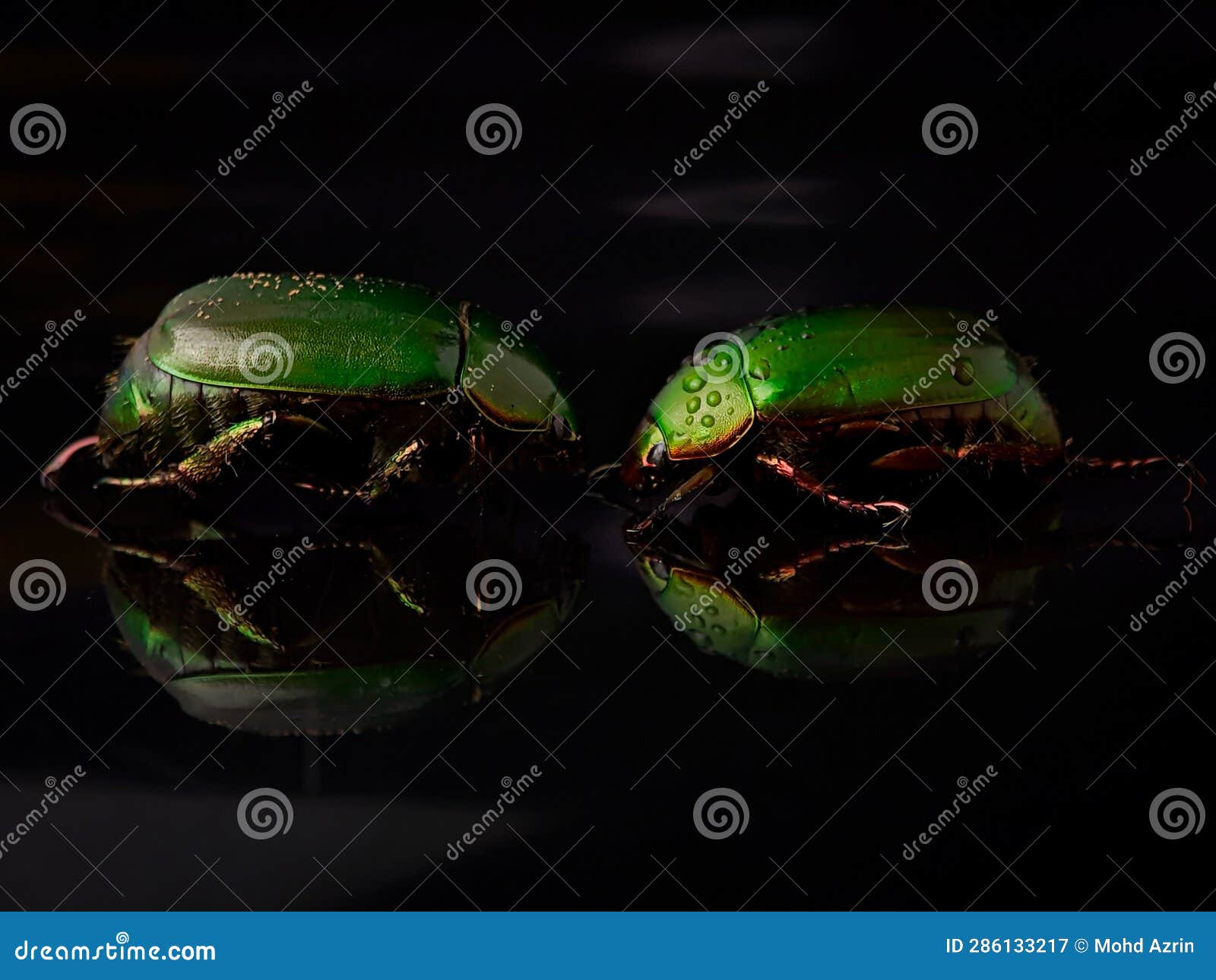 Closeup Wet Green Beetle Bug with Reflection on a Black Background ...