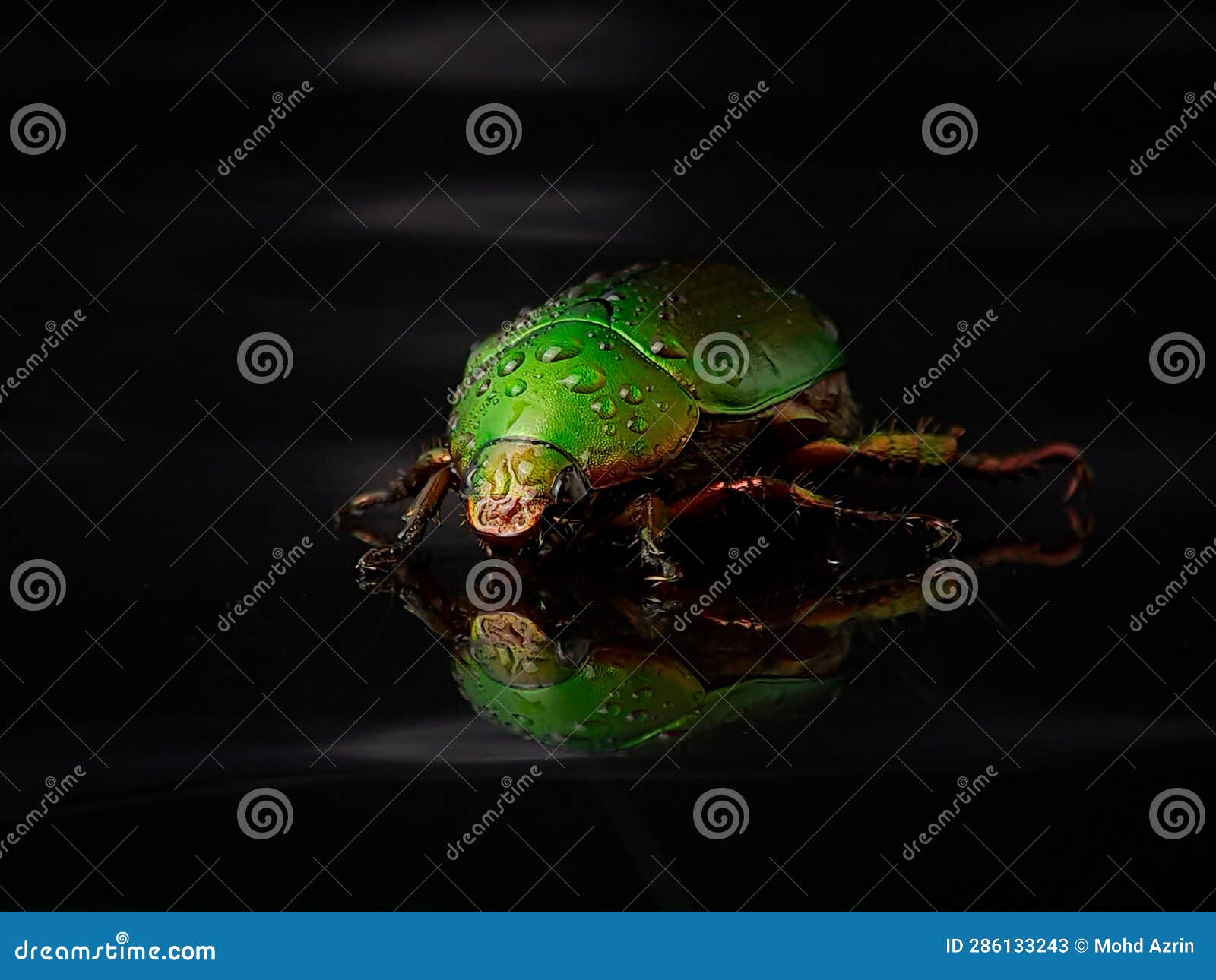 Closeup Wet Green Beetle Bug with Reflection on a Black Background ...