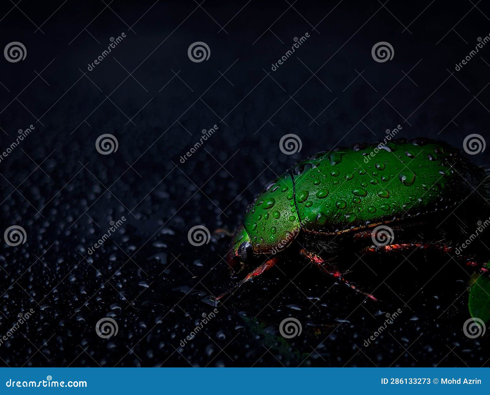Closeup Wet Green Beetle Bug with Reflection on a Black Background ...
