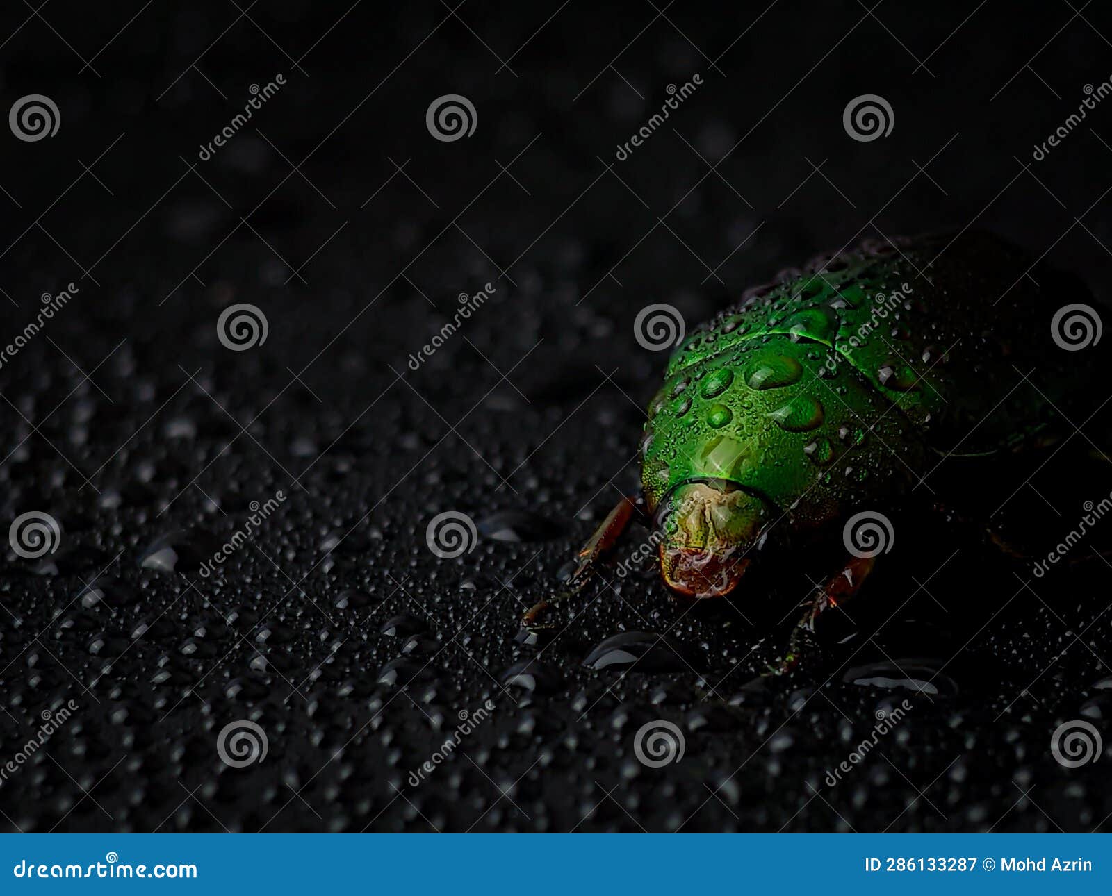 Closeup Wet Green Beetle Bug with Reflection on a Black Background ...