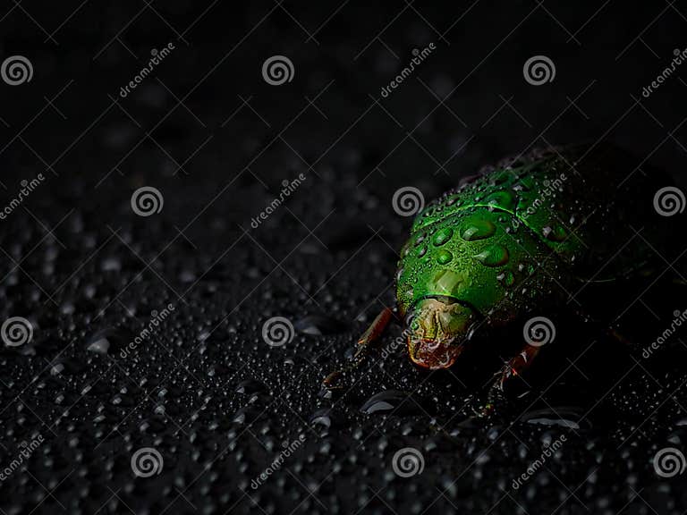 Closeup Wet Green Beetle Bug with Reflection on a Black Background ...