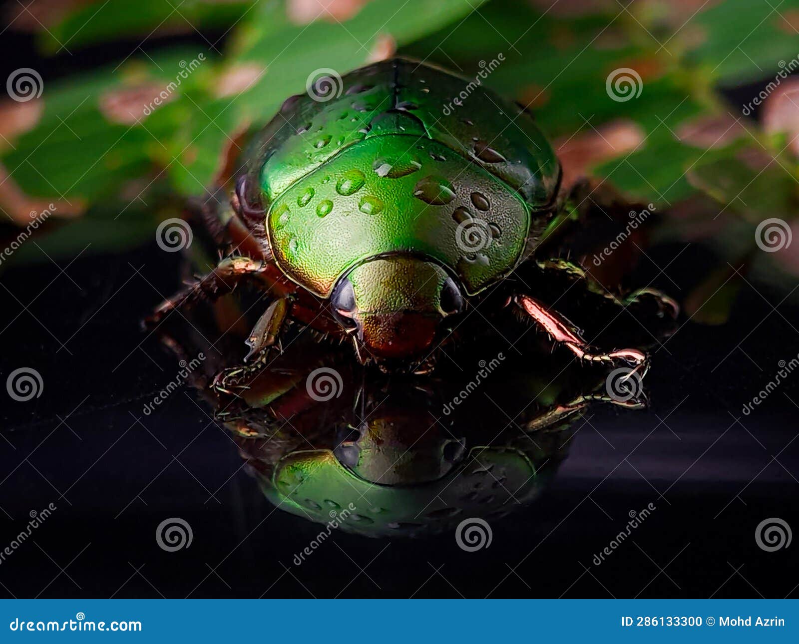 Closeup Wet Green Beetle Bug with Reflection on a Black Background ...