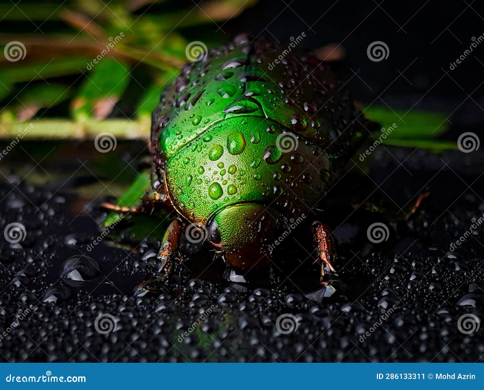 Closeup Wet Green Beetle Bug with Reflection on a Black Background ...