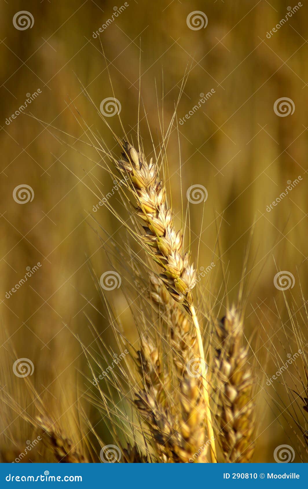Closeup Wheat stock photo. Image of grain, farm, texture - 290810
