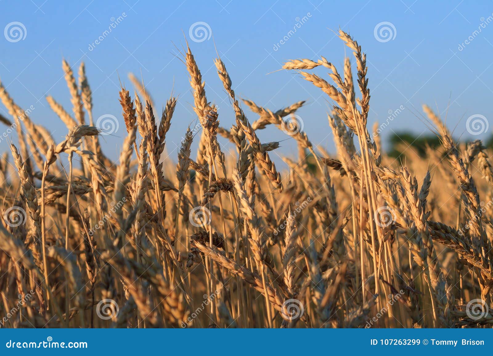 Closeup of Wheat stock image. Image of nature, agriculture - 107263299