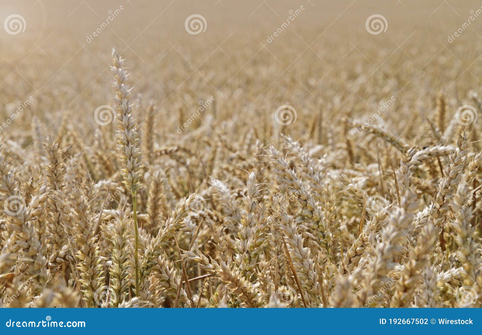 Closeup of Wheat in a Field Under the Sunlight with a Blurry Background ...