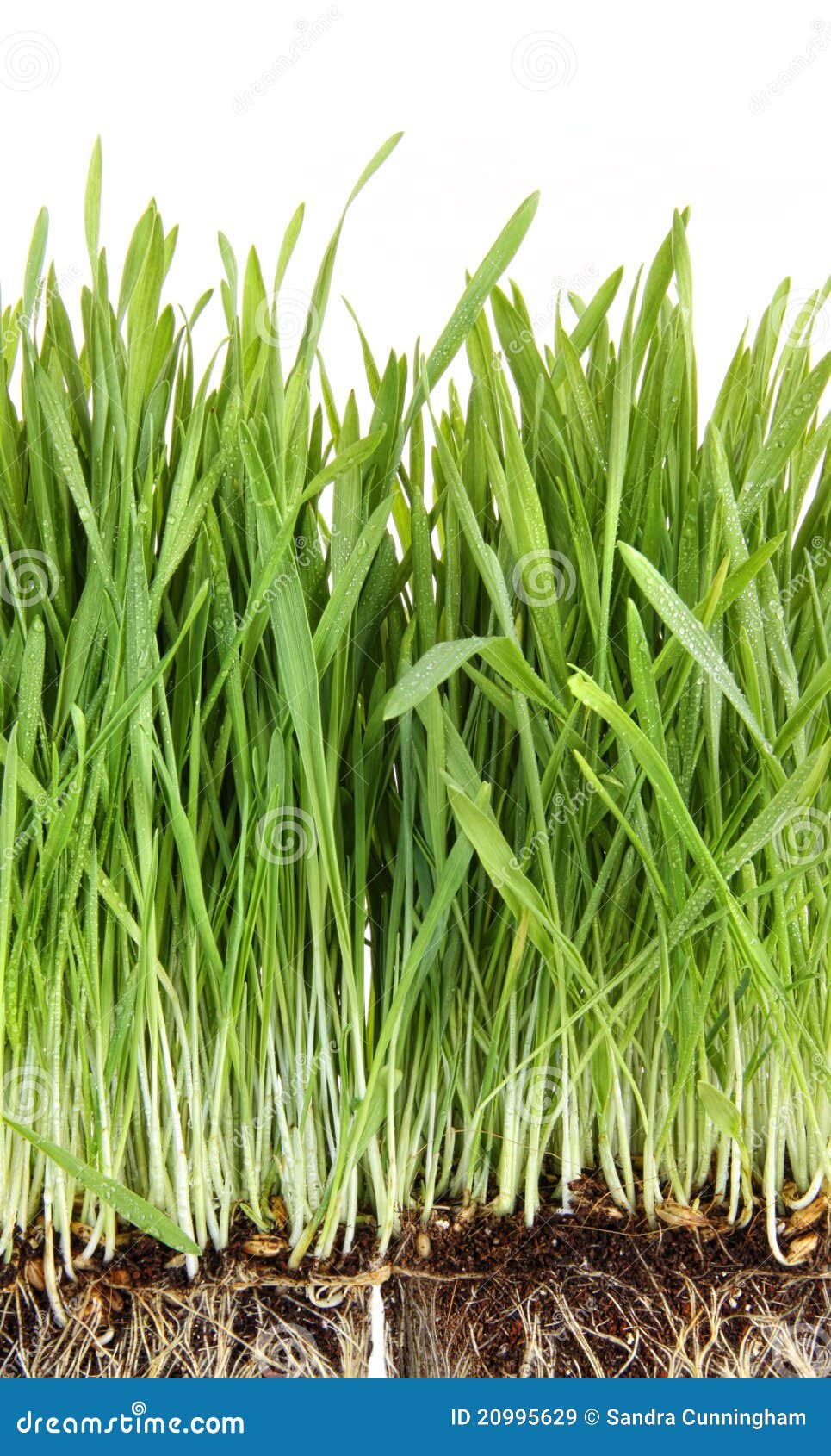 Closeup of Wheatgrass on White Stock Image - Image of isolated ...
