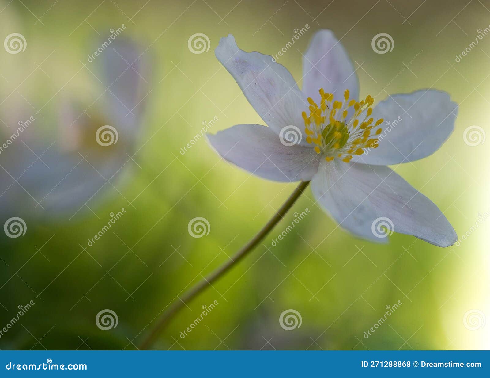 Closeup of a White Anemone Growing in a Field Under the Sunlight Stock ...