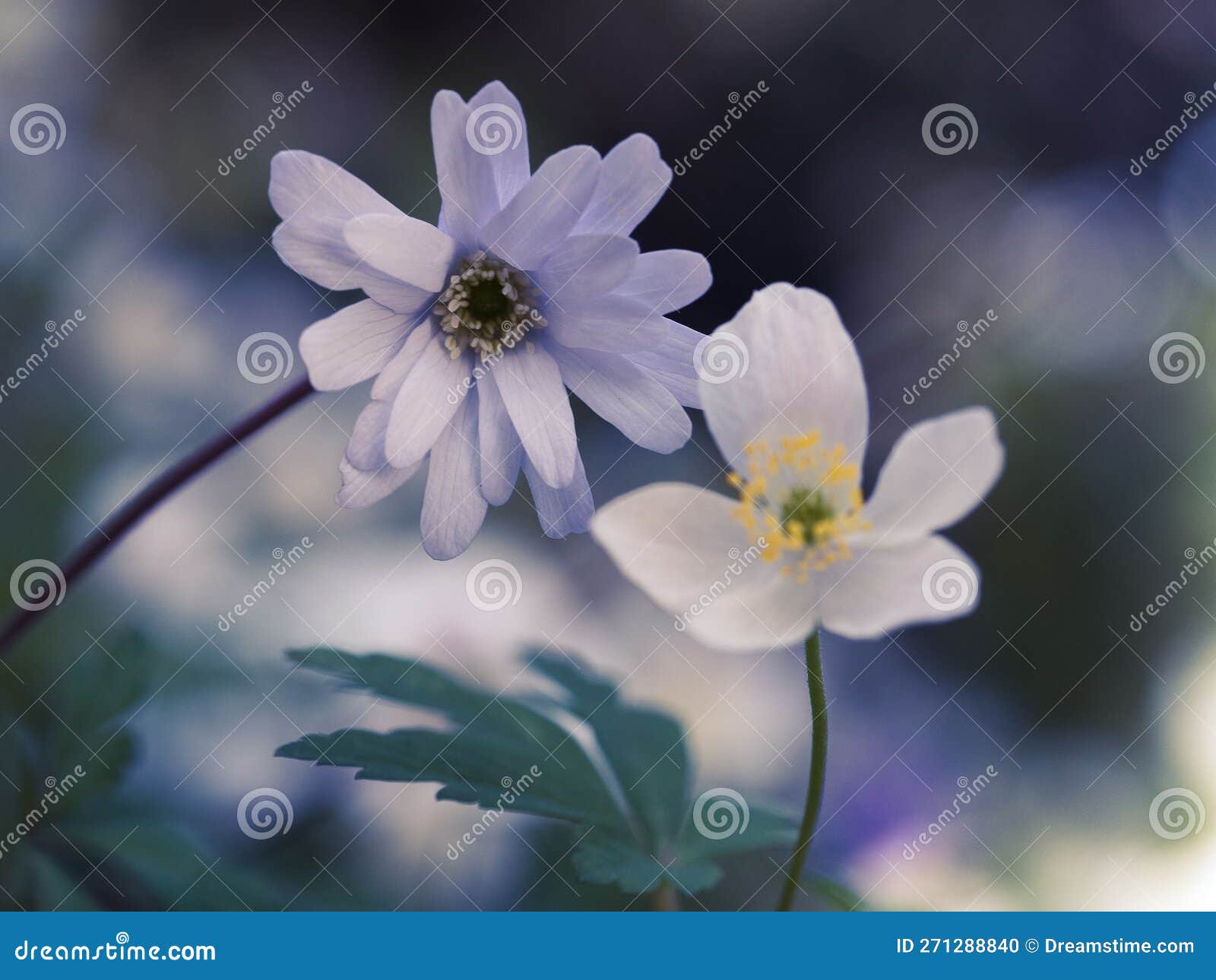 Closeup of White Anemones Growing in a Field Under the Sunlight Stock ...