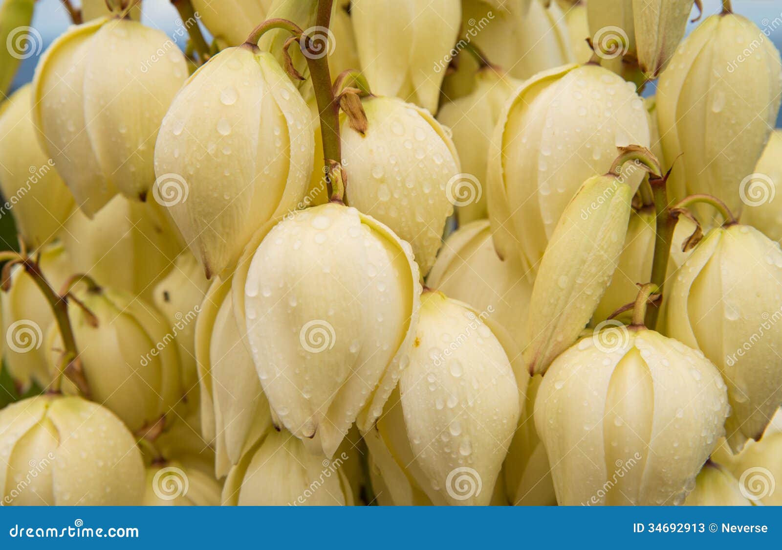 Closeup of White Azorean Flowers Stock Image - Image of vivid, season ...
