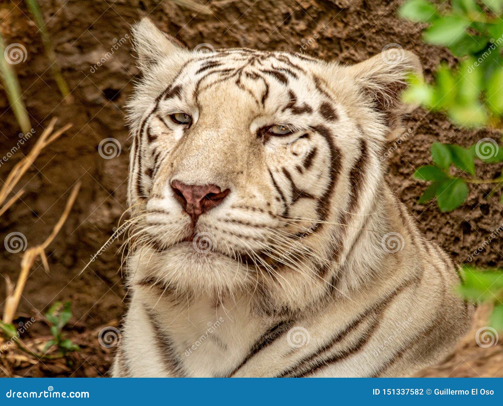 Closeup of a White Bengal Tiger at Break Stock Photo - Image of head ...