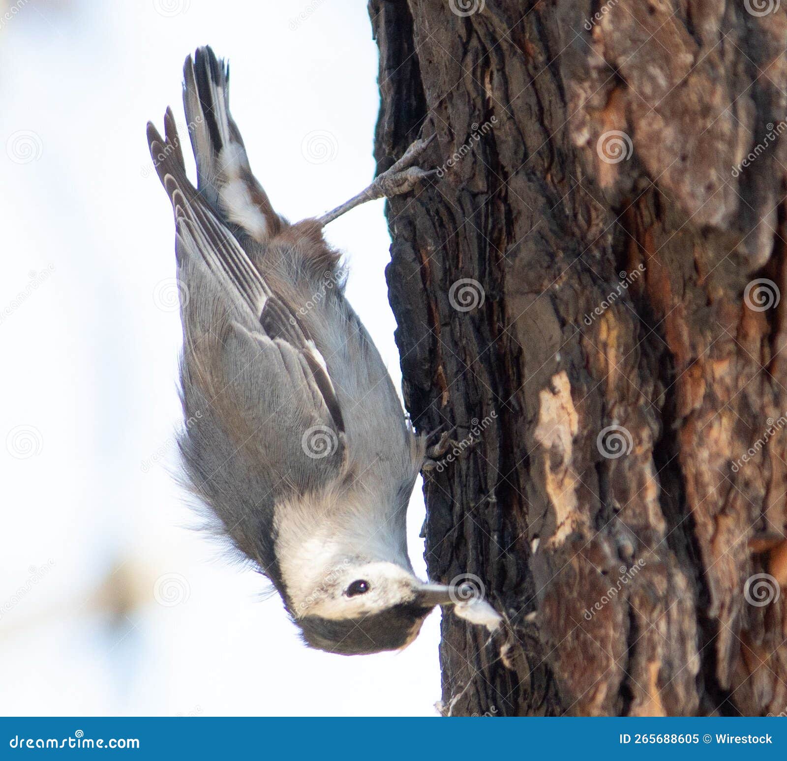 Closeup of a White-breasted Nuthatch Bird Standing on a Tree Trunk ...