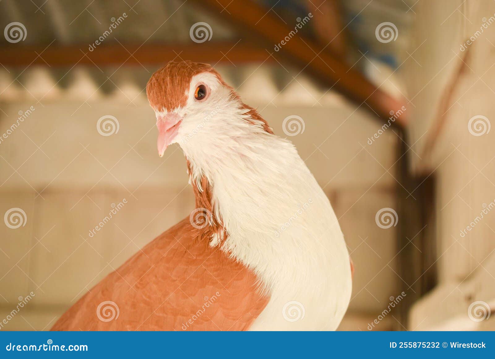 Closeup of White and Brown Pigeon Under a Structure Stock Photo - Image ...