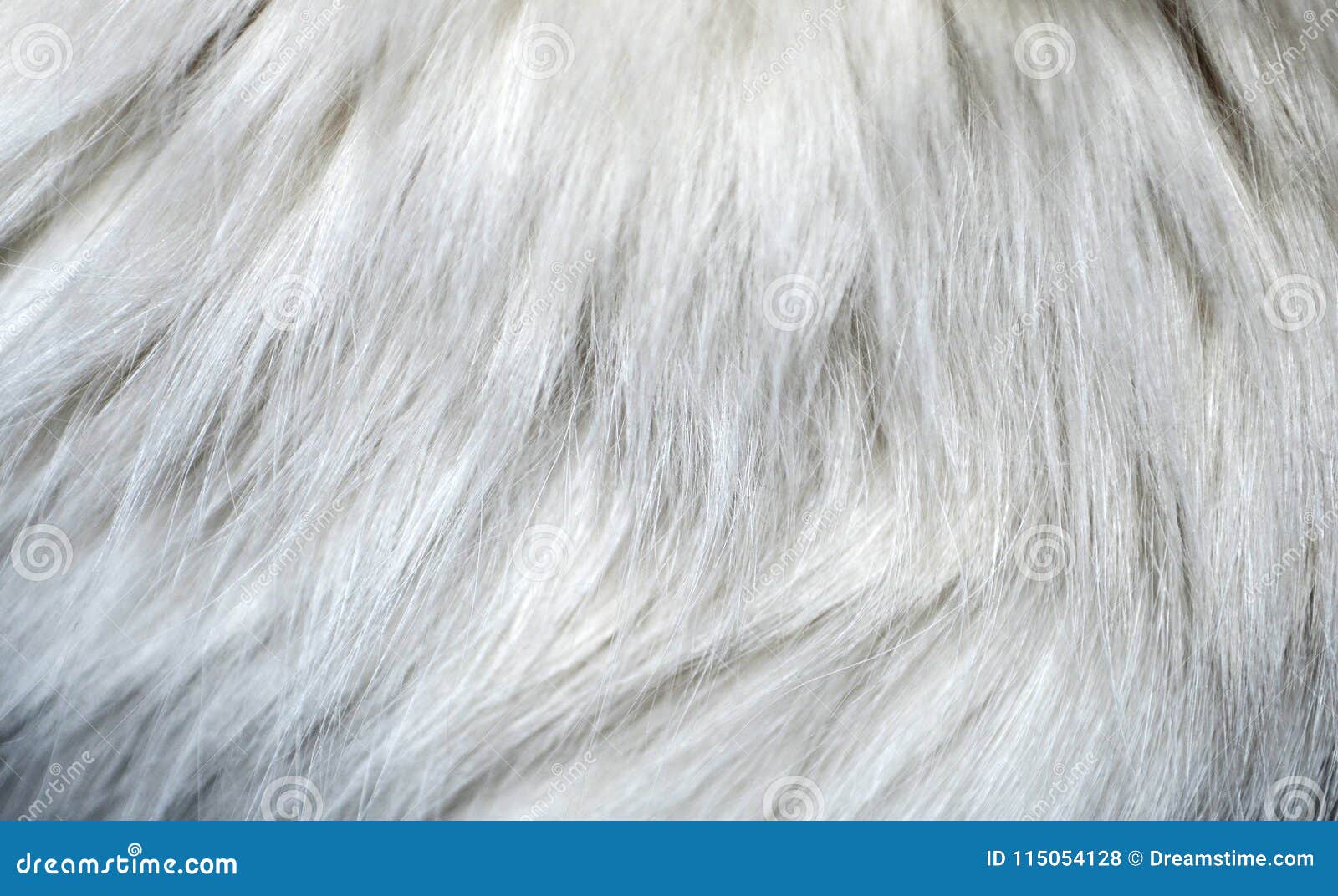 Closeup of a White Cat`s Fur Texture Stock Photo - Image of colored ...