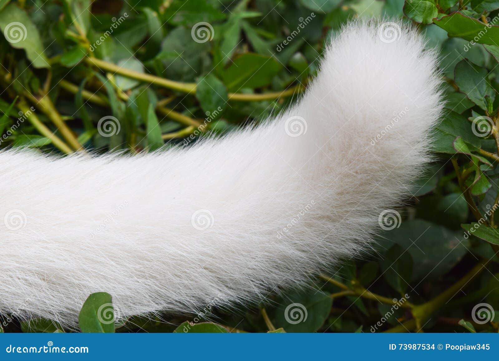Closeup white cat tail stock photo. Image of hair, limb - 73987534