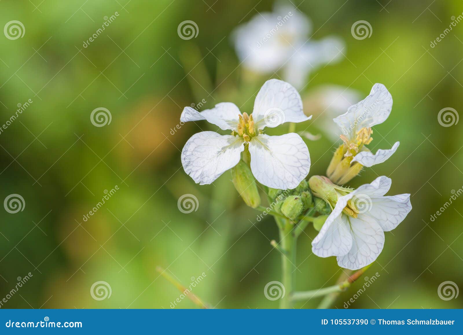 Mustard Flower Royalty-Free Stock Image | CartoonDealer.com #31039036