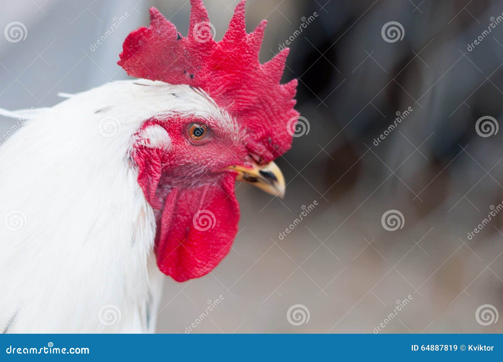 Closeup of White Chicken Rooster Looking To the Camera Stock Image ...