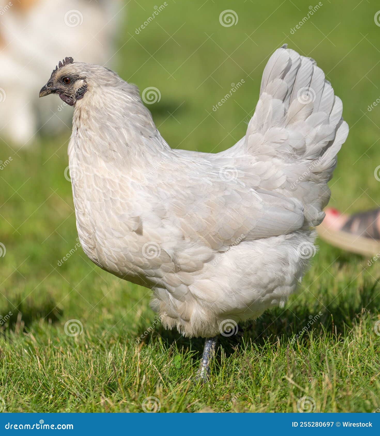 Closeup of a White Chicken Walking in a Field Stock Image - Image of ...