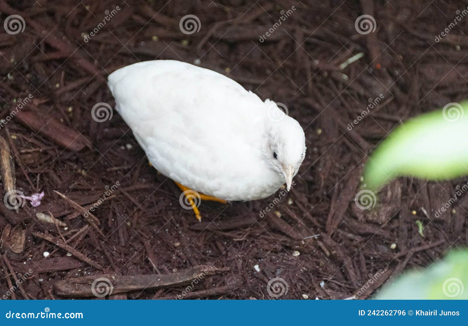 Closeup of a White Color of Button Quail on the Ground Stock Photo ...