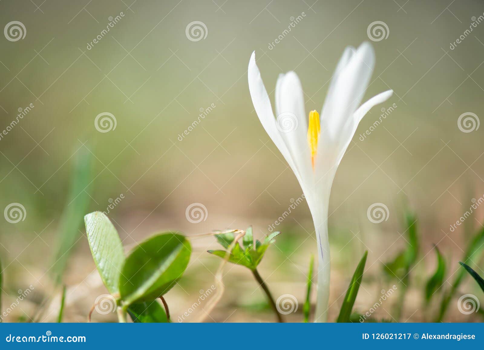 Closeup of a White Crocus in the Meadow Stock Image - Image of floral ...