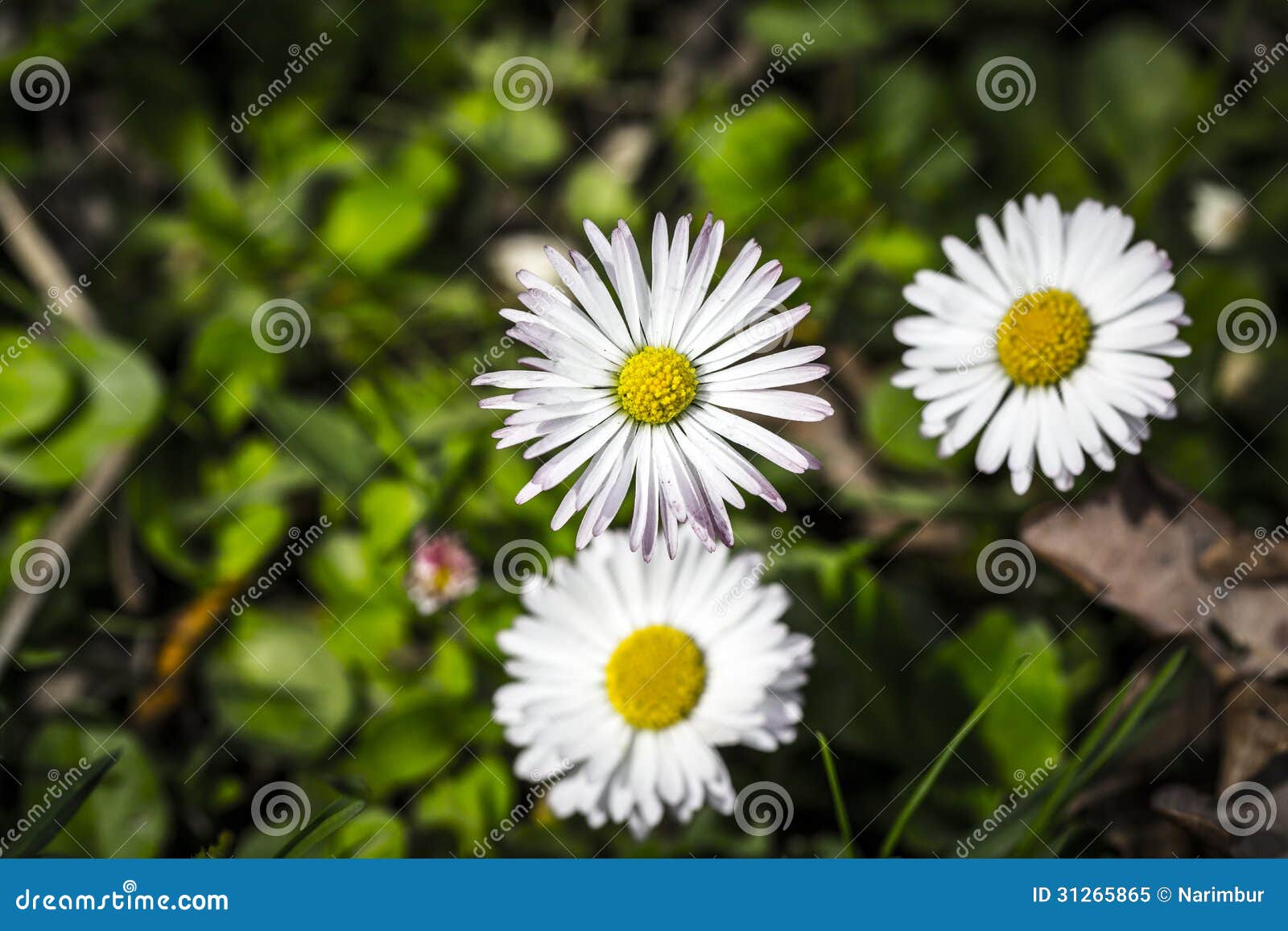 Closeup of a White Daisy (Bellis Perennis) Stock Image - Image of macro ...