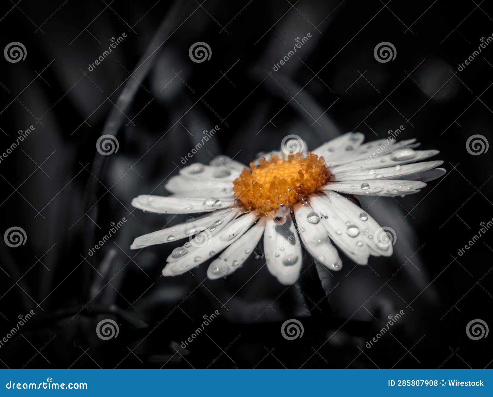 Closeup of a White Daisy on a Dark Background Stock Photo - Image of ...