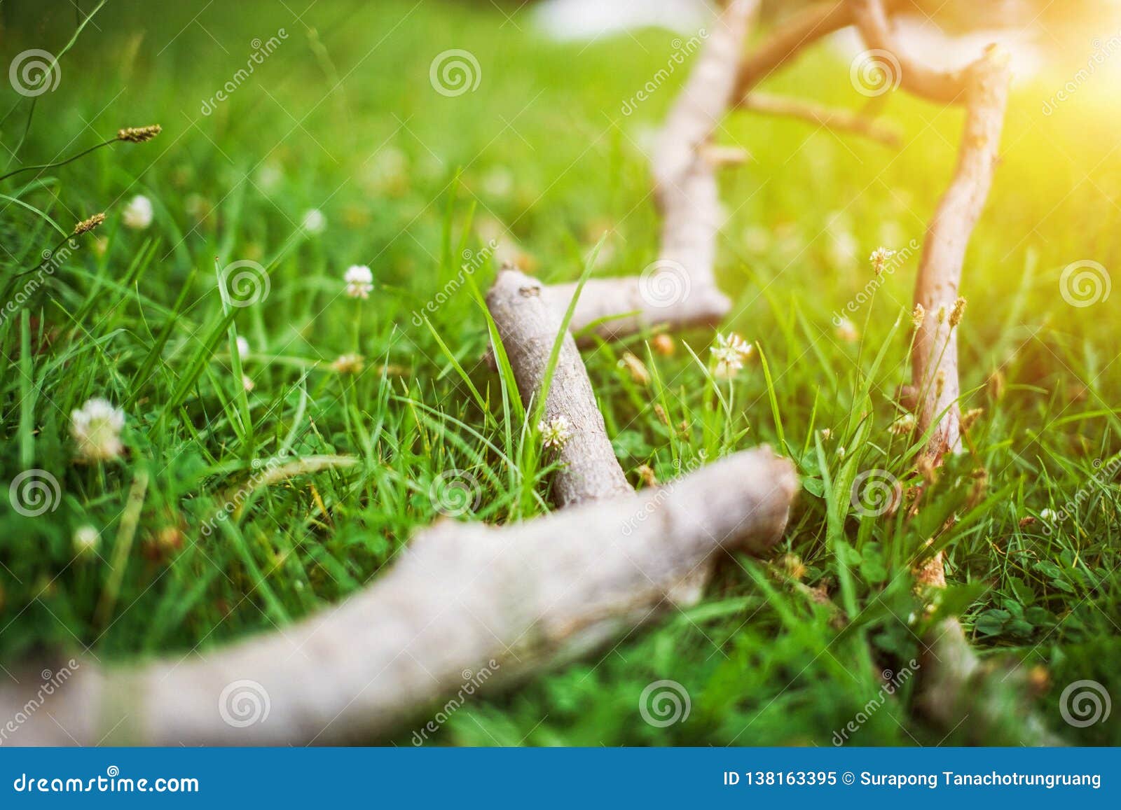 Closeup of White Dandelions in Spring on the Ground with Green Field ...
