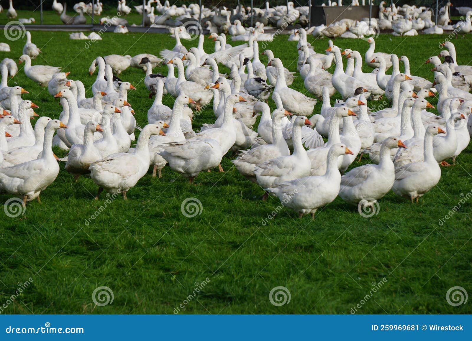 Closeup of White Domestic Geese in a Field Stock Image - Image of ...