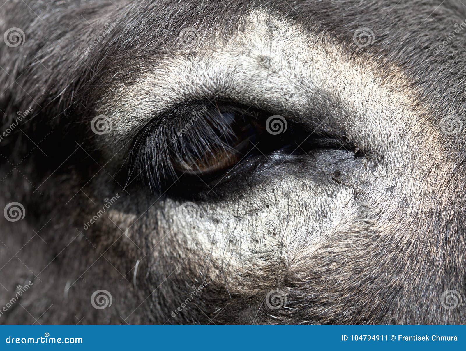Donkey Eye Stock Photos - Royalty Free Stock Images