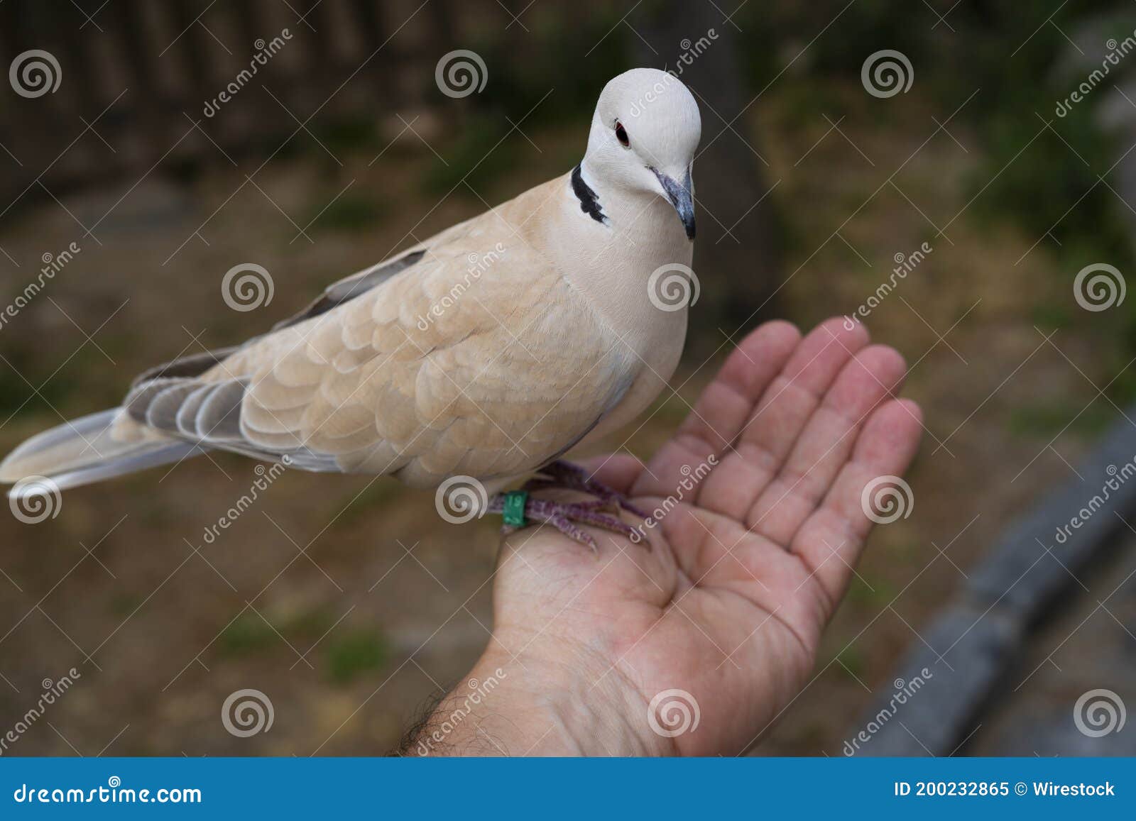 Closeup of a White Dove on a Person Hand Stock Image - Image of news ...