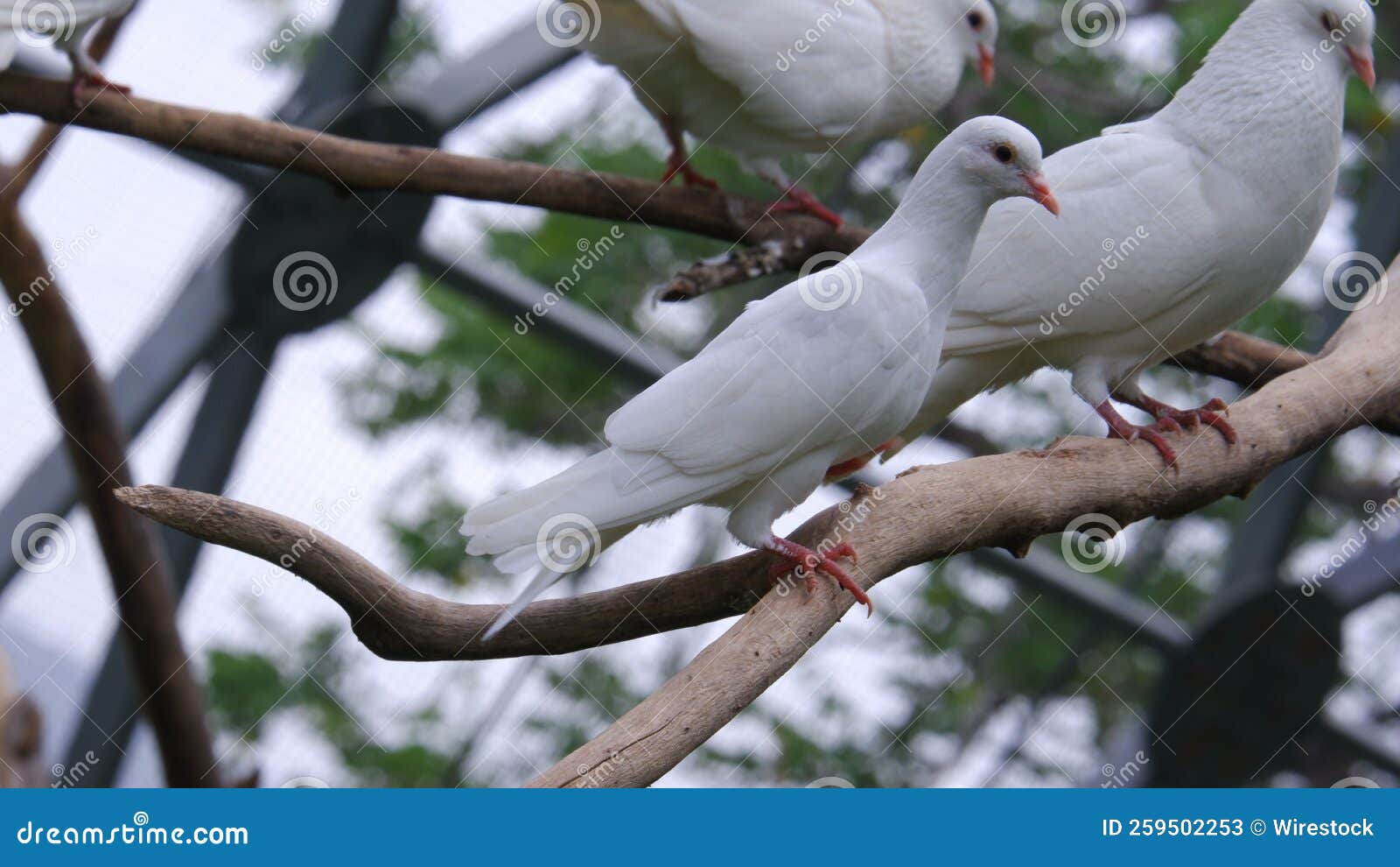 Closeup of White Doves Perching on Tree Branches Stock Image - Image of park, nature: 259502253