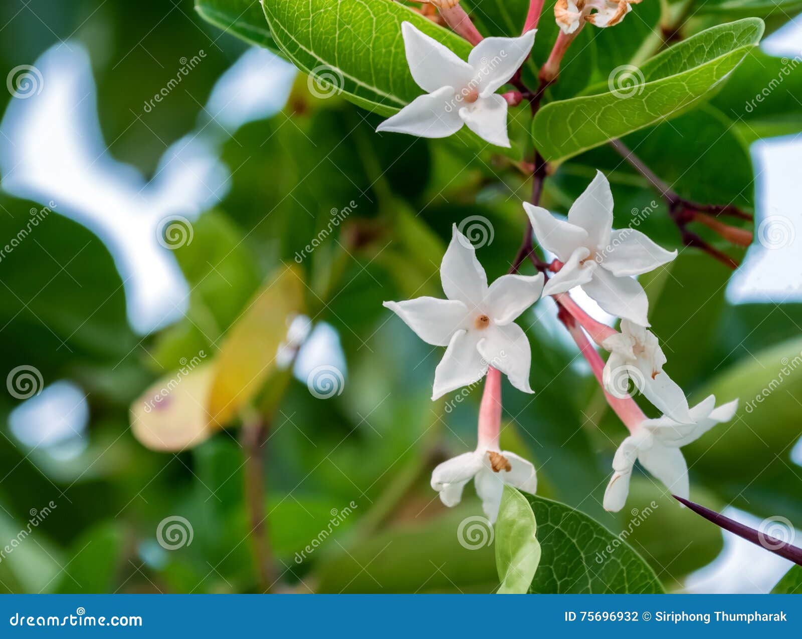 Closeup of White Ervatamia Flowers on Blur Background and Copy S Stock ...