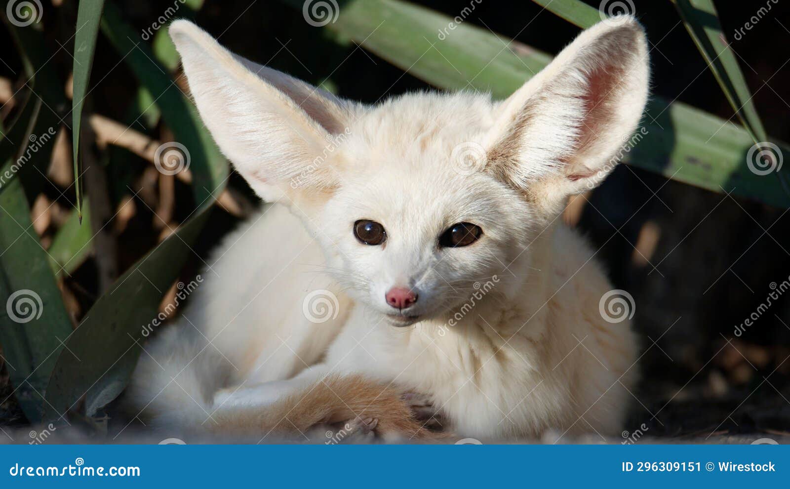 Closeup of a White Fennech Sitting in Green Plants Stock Image - Image ...