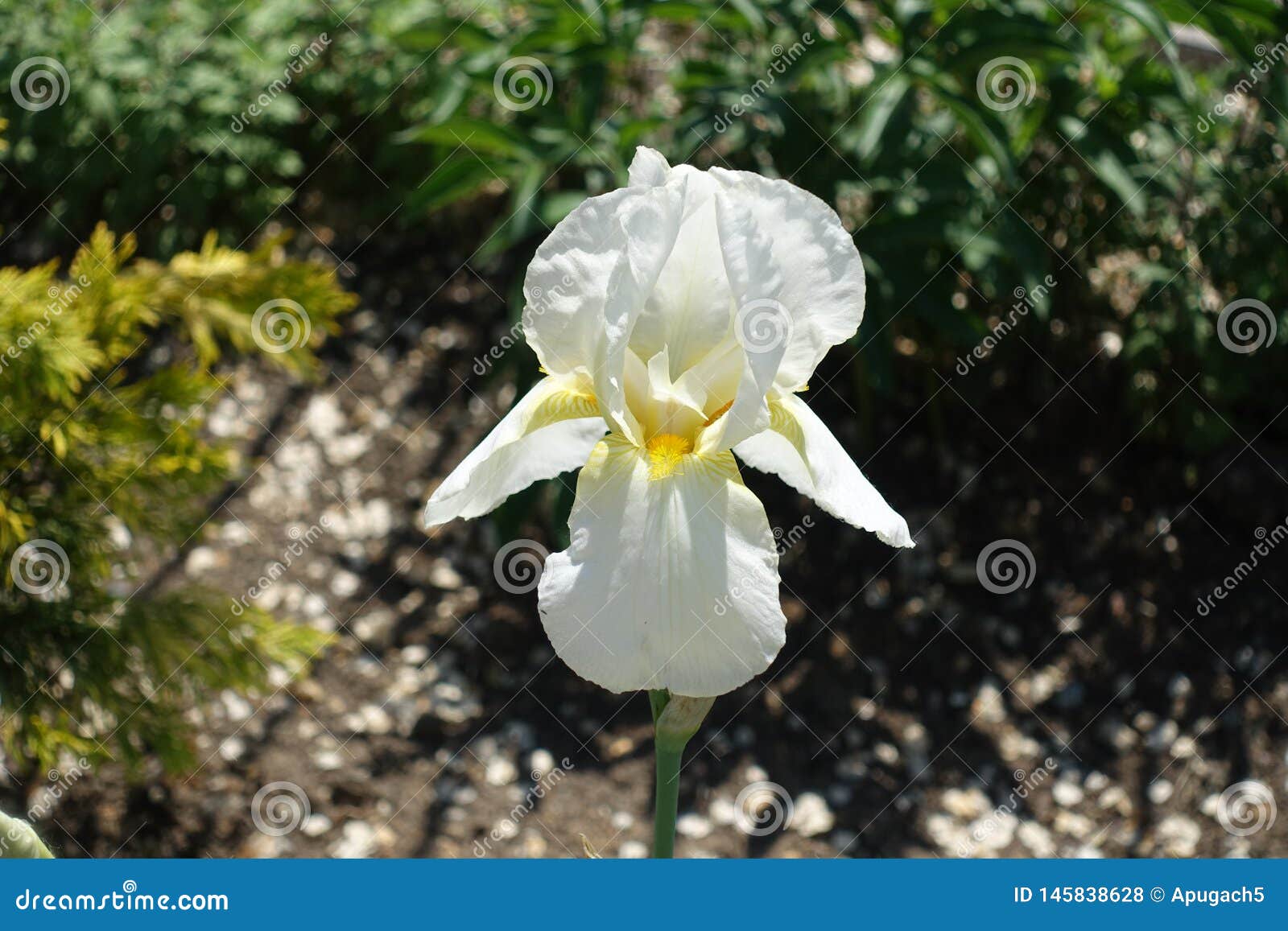 Closeup of White Flower of Bearded Iris in May Stock Photo - Image of ...