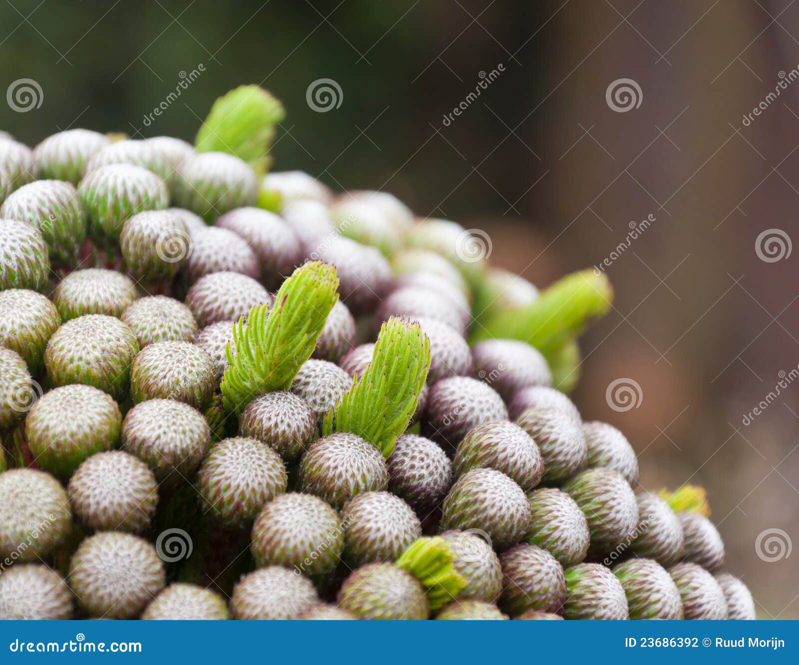 Flowered Brunia Stock Photos - Free & Royalty-Free Stock Photos from ...