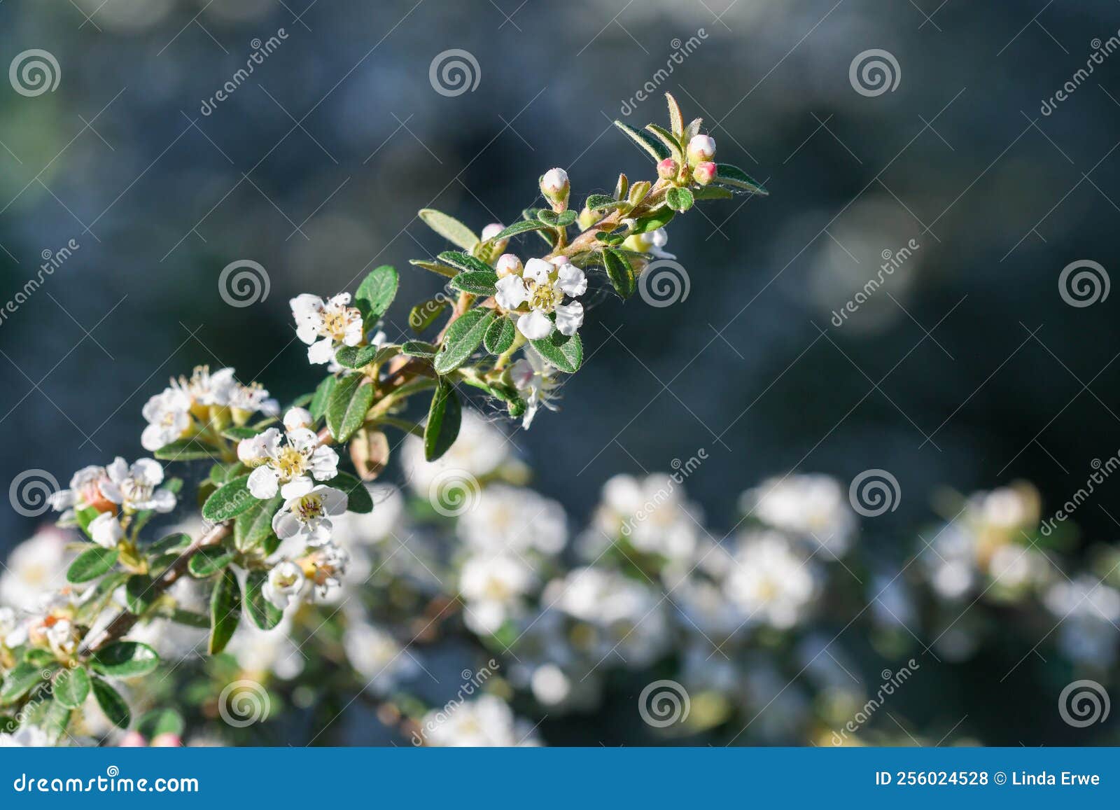 Closeup of White Flowers on a Bush in Spring Stock Photo - Image of ...