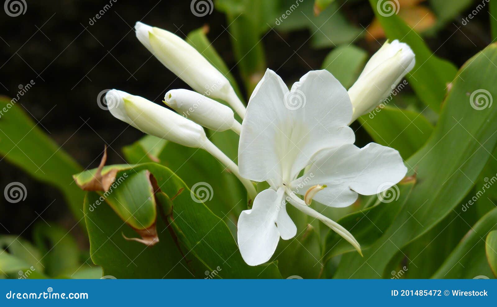 Closeup of a White Garland-lily or White Ginger Lily Flower Stock Photo ...